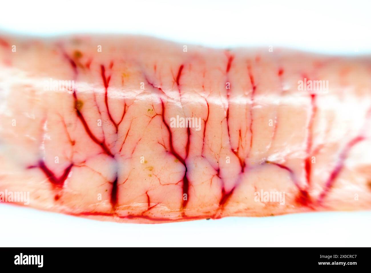 Fish anatomy. Pike (Esox lucius). Laitance, mict, semen in membrane ...