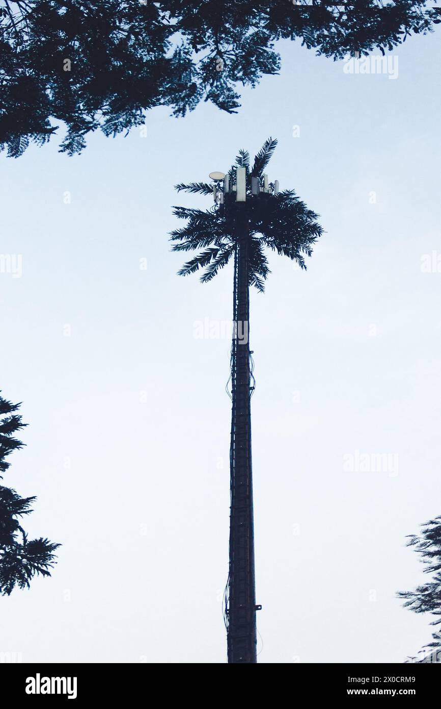 A tall palm tree is used as a mast for satellite dishes. cell tower ...