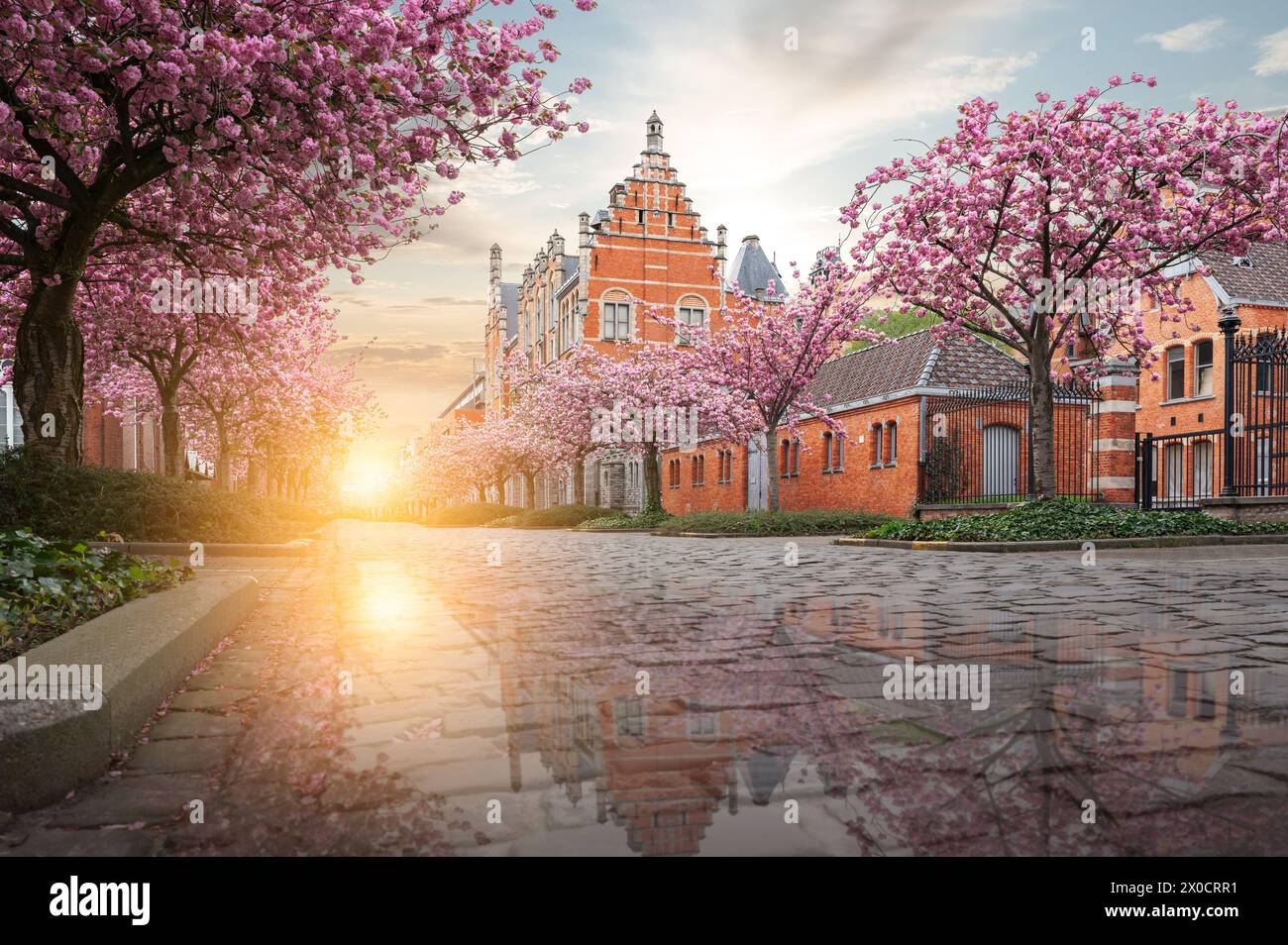 Pink Cherry blossom trees in spring Stock Photo - Alamy