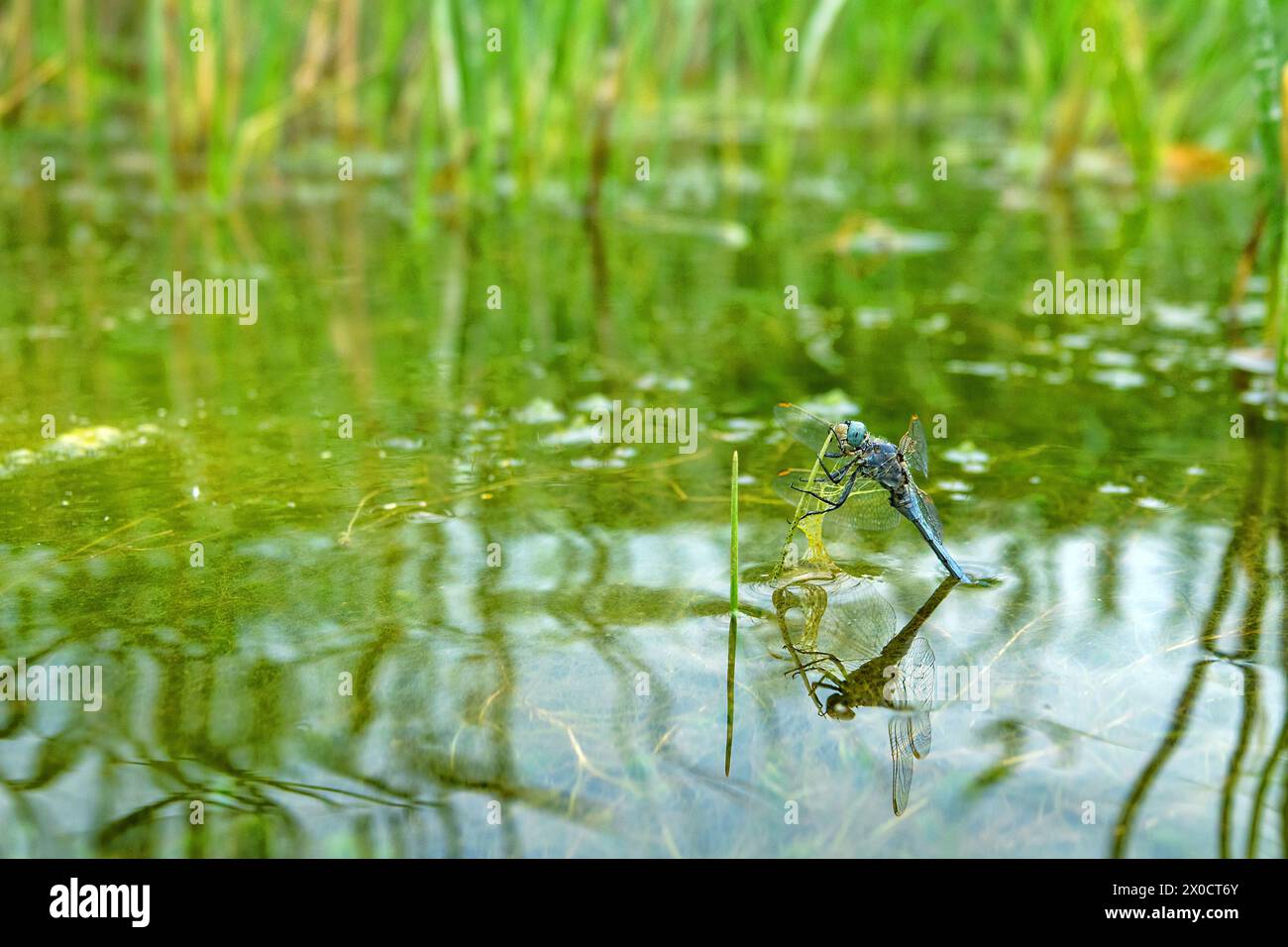 Southern skimmer (Orthetrum brunneum) male. Eastern Crimea, Kerch ...
