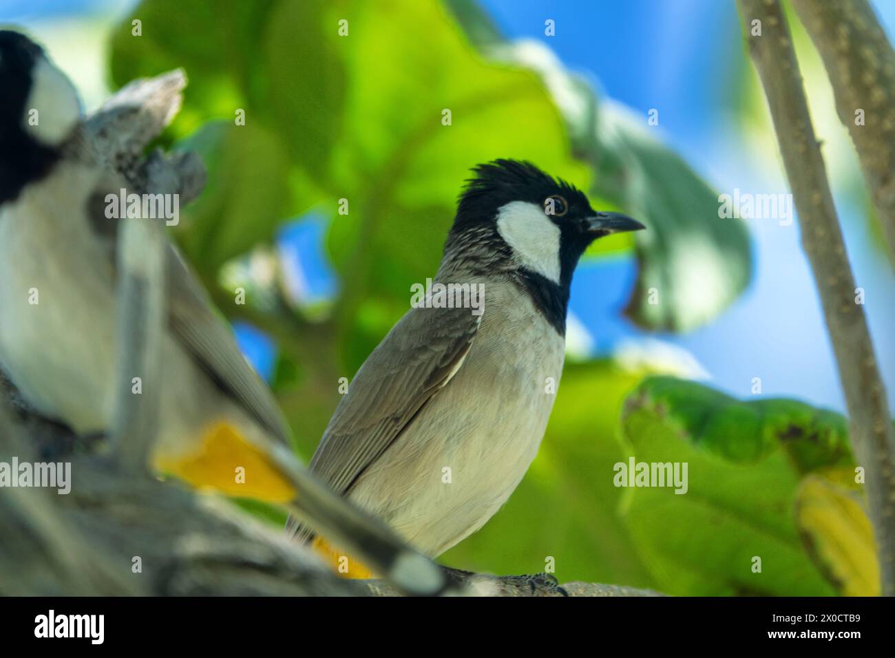 Wintering White-cheeked bulbul (Pycnonotus leucotis mesopotamia) in ...