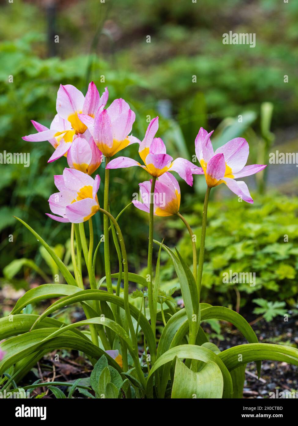 Pink and yellow spring flowers of the hardy species tulip, Tulipa ...
