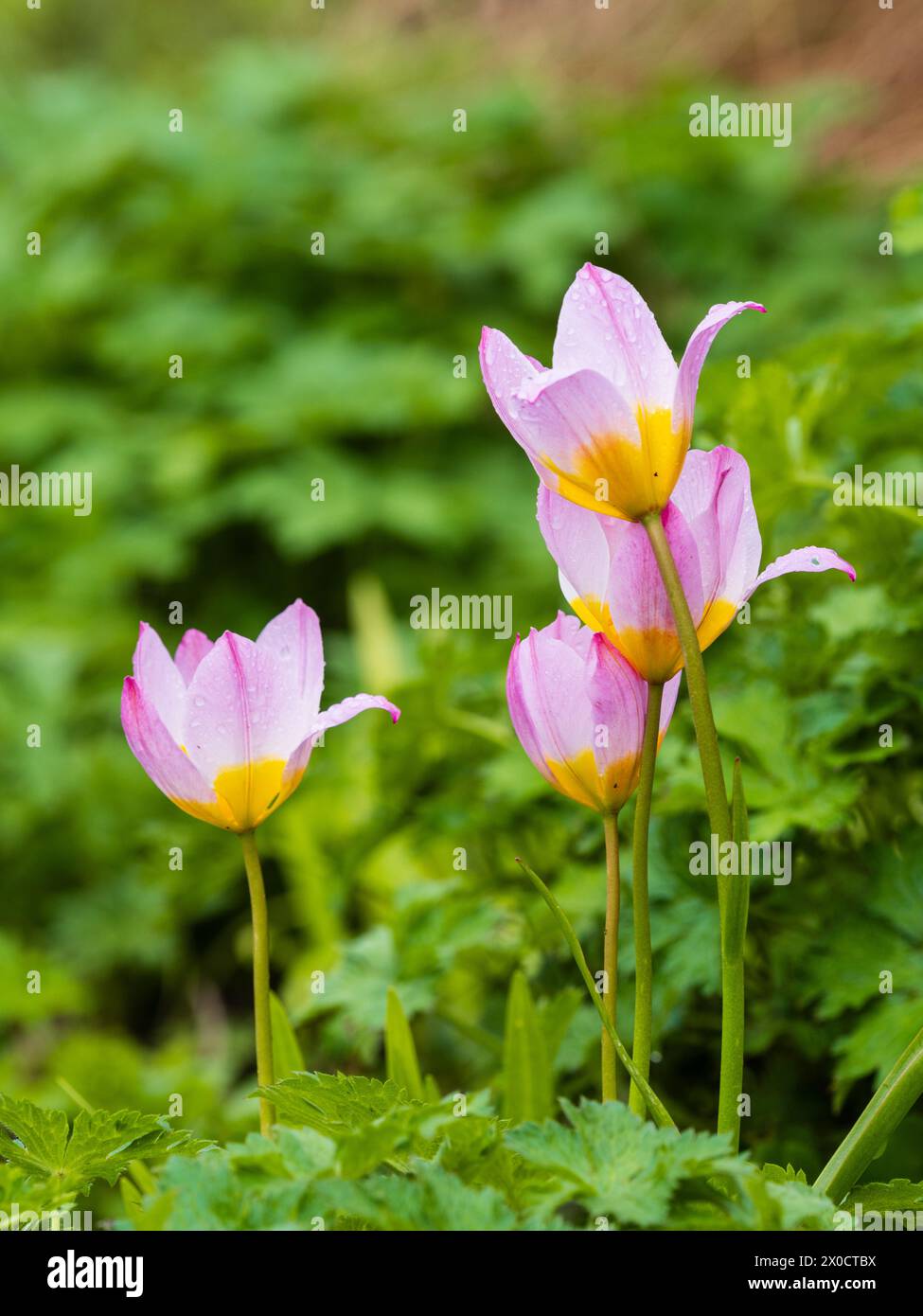 Pink and yellow spring flowers of the hardy species tulip, Tulipa ...