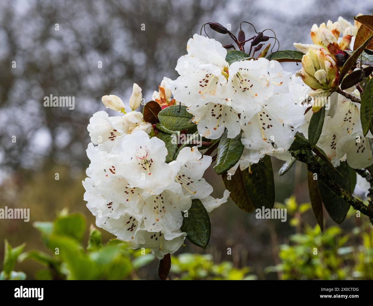 Trusses of white spring flowers of the hardy evergreen shrub ...
