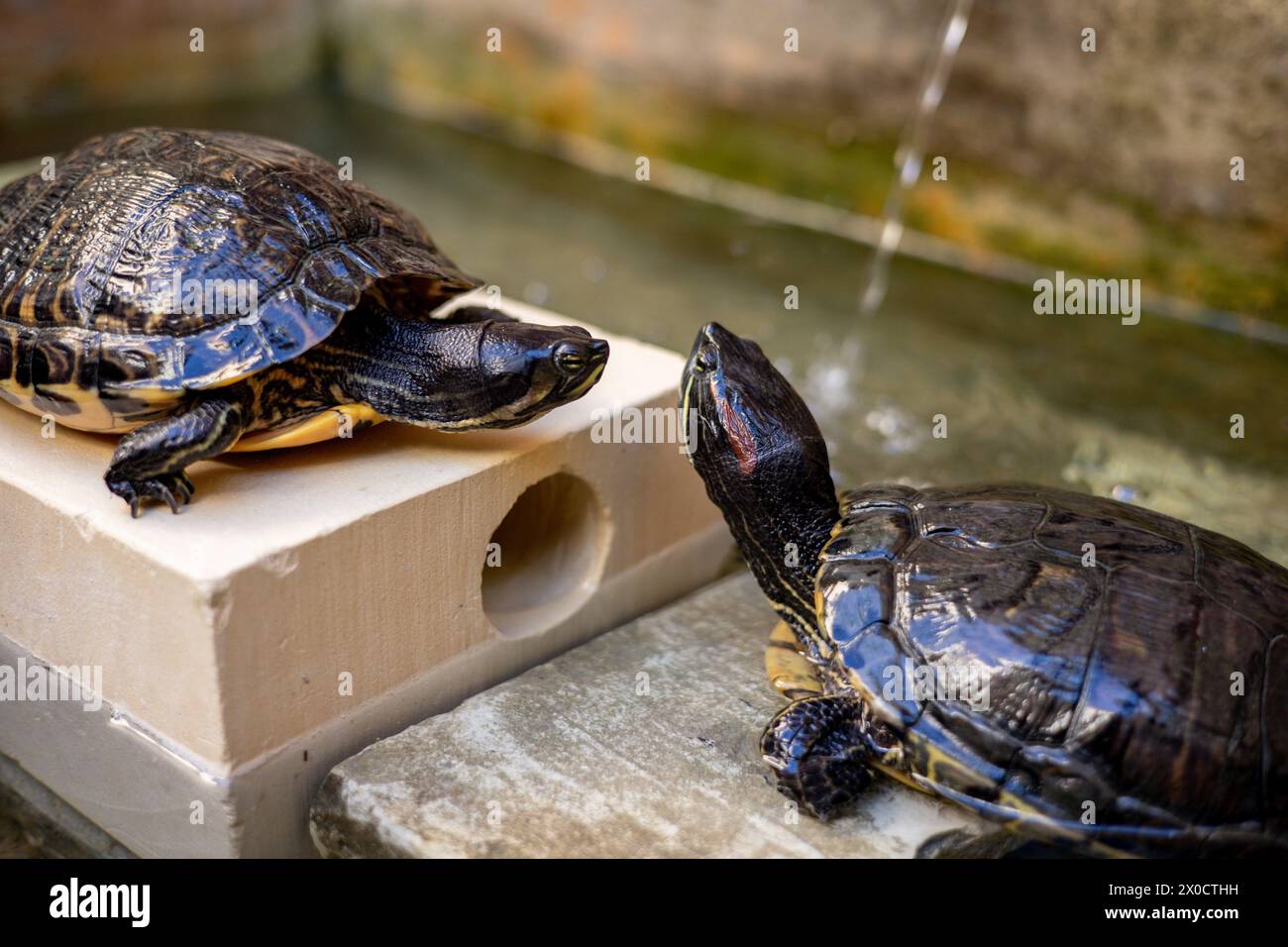 American freshwater turtle. A family of turtles in a zoo on the island ...