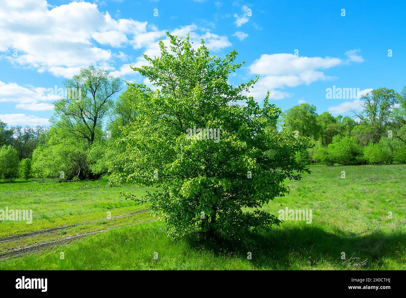 European wild apple (Malus sylvestris) tree among floodplain forest and ...