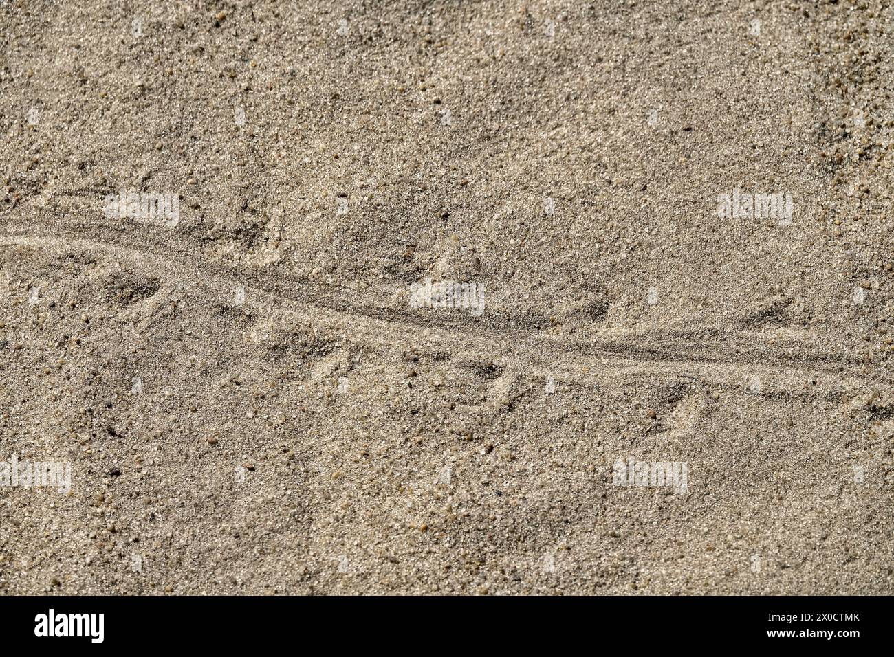 Sand lizard (Lacerta agilis) tracks in the sand. Inhabitants of steppe ...