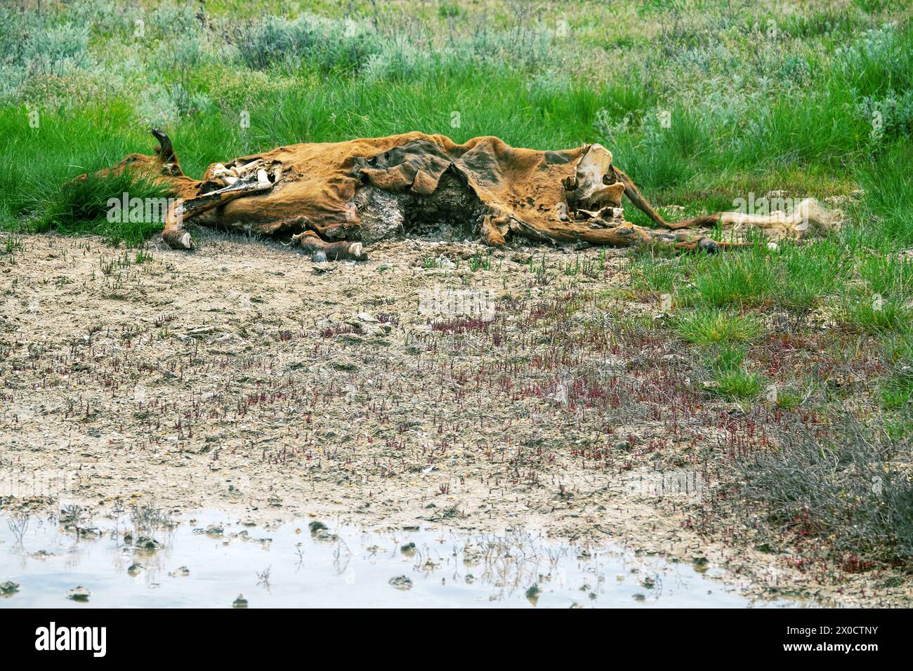 A brown cow died in the winter in a semi-desert. The corpse was eaten ...