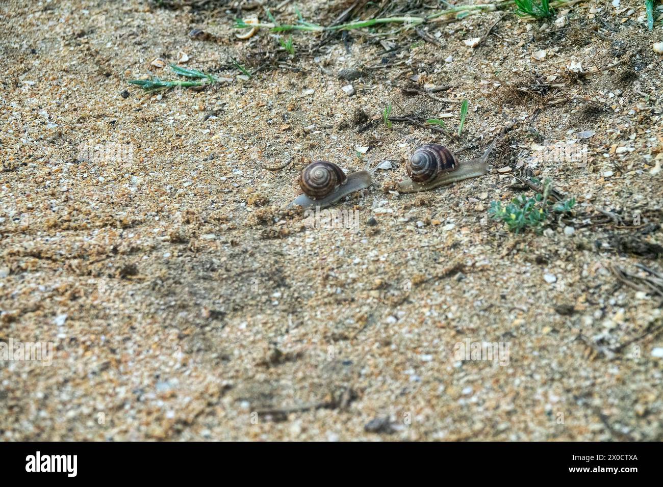 Mucus spent hi-res stock photography and images - Alamy