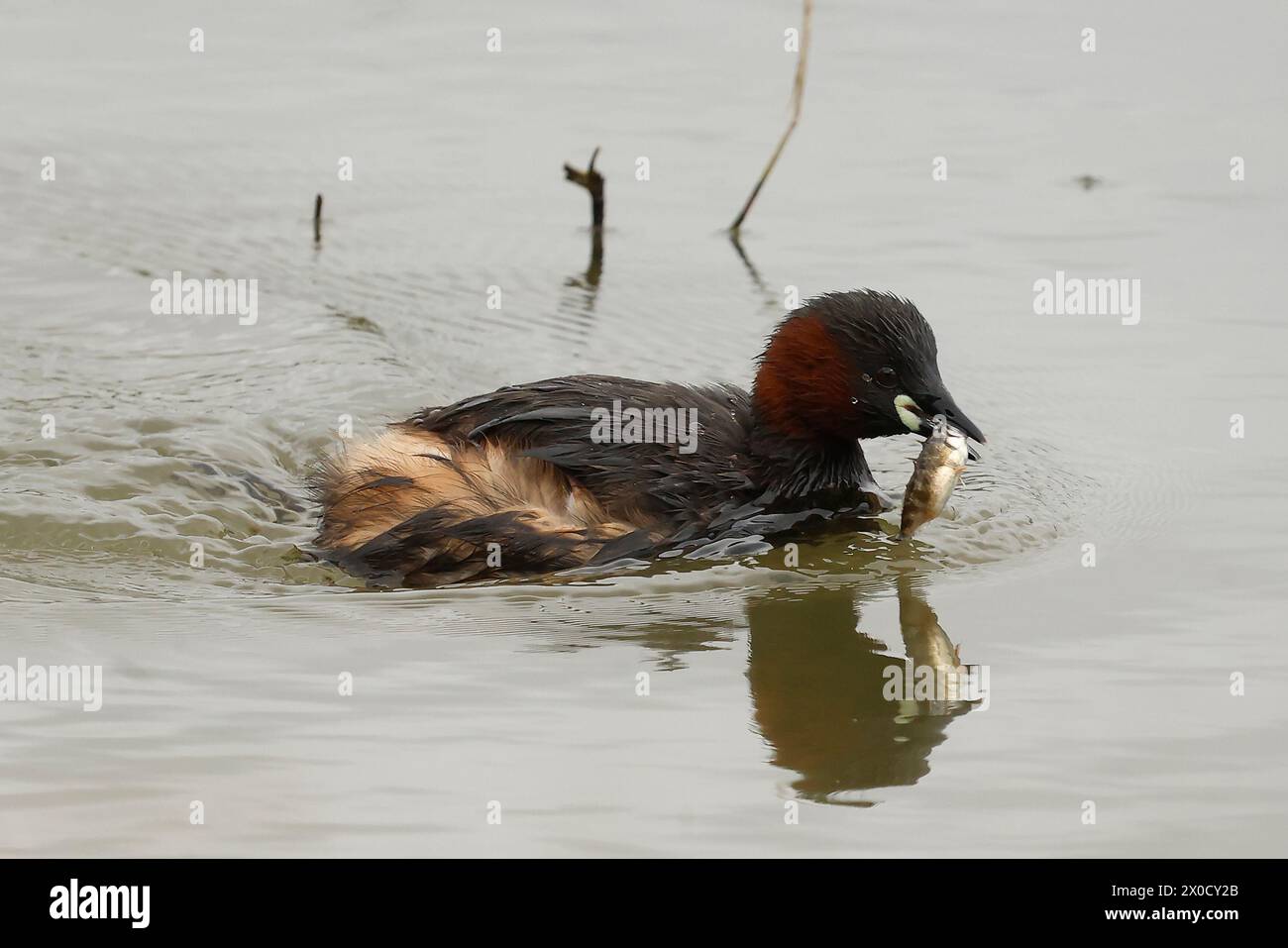 Rainham Essex, UK. 11th Apr, 2024. Little Grebe with stickleback in ...