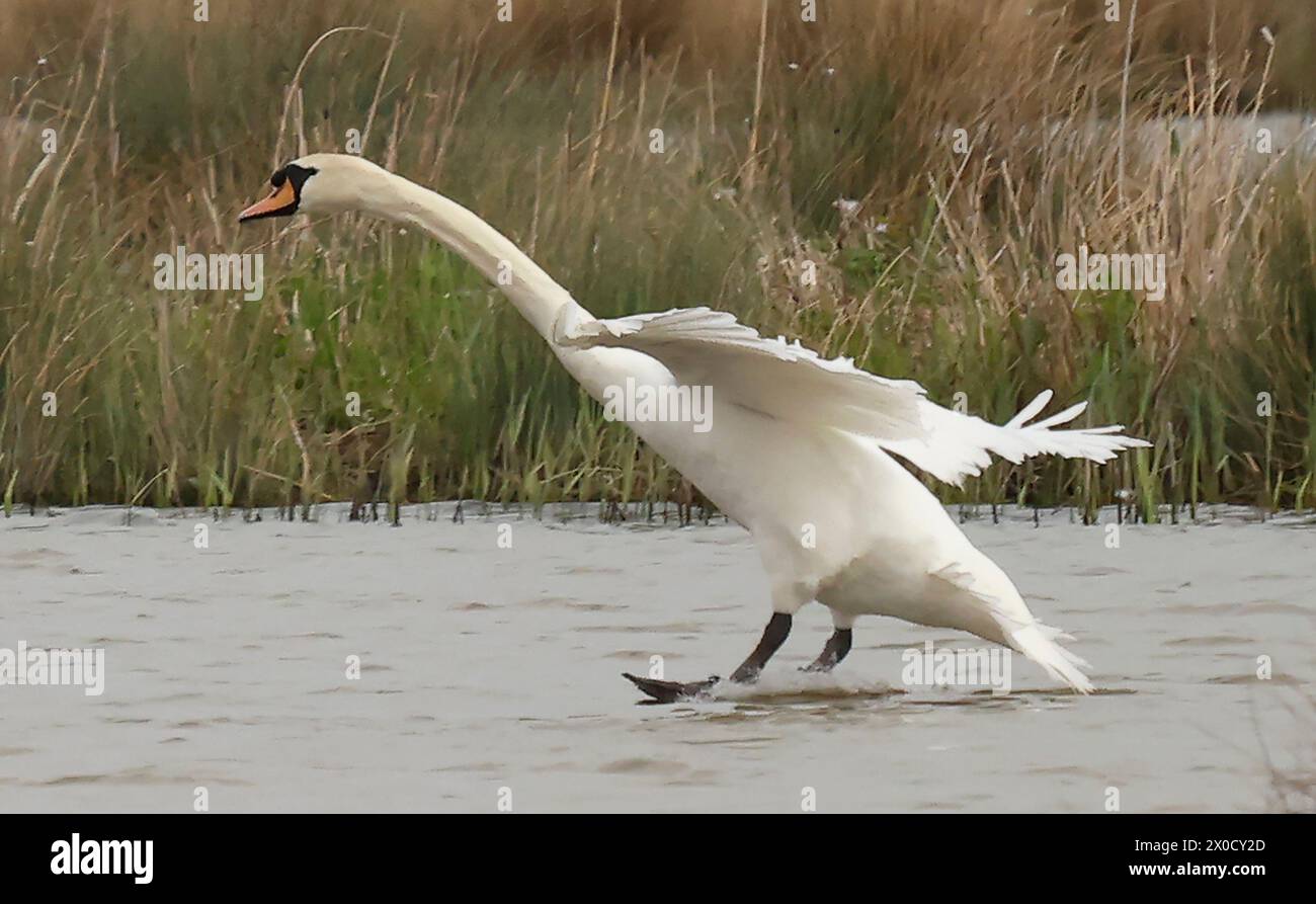 Rainham Essex, UK. 11th Apr, 2024. Mute Swan in flight at RSPB Rainham ...