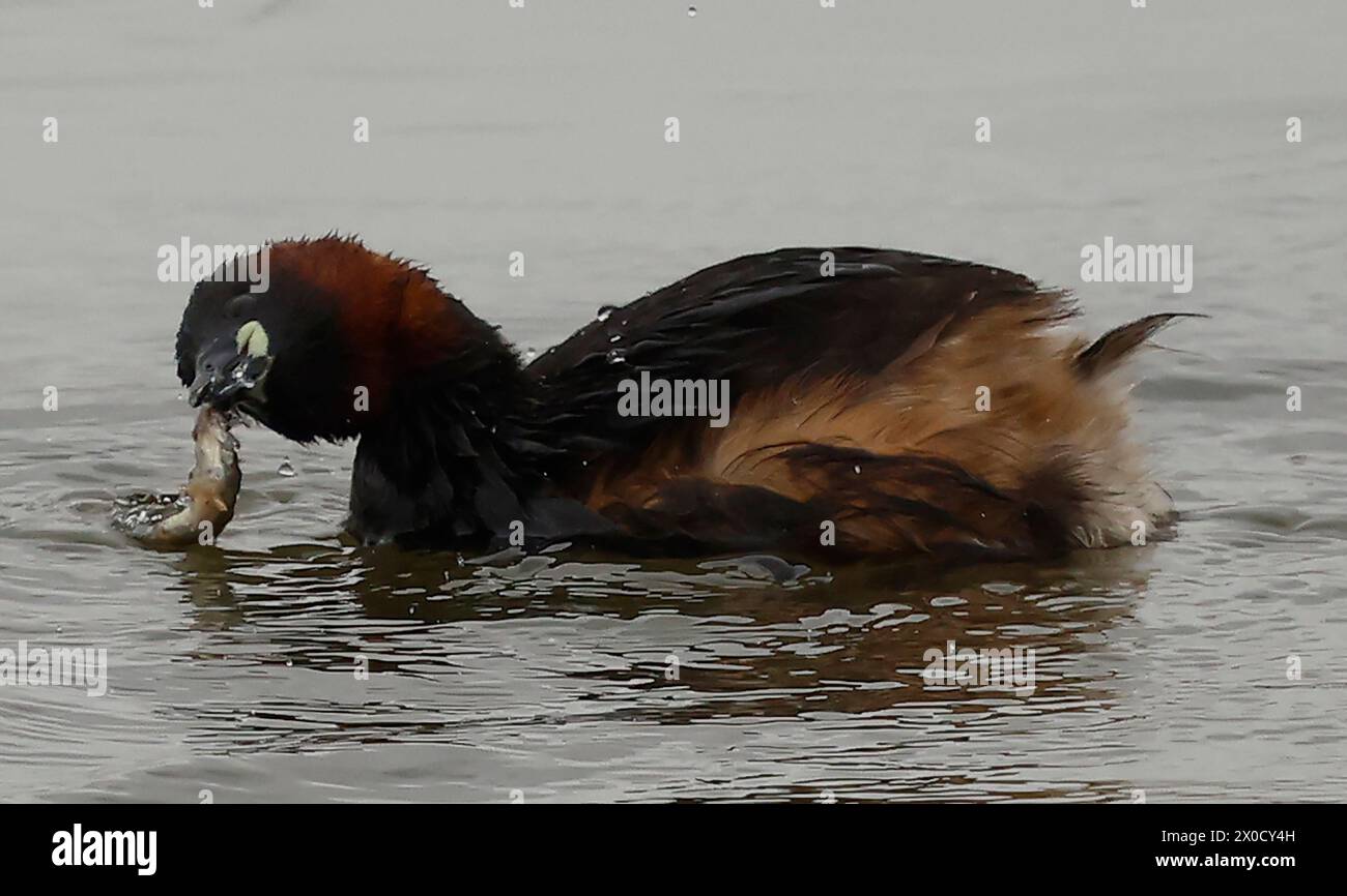 Rainham Essex, UK. 11th Apr, 2024. Little Grebe with stickleback in ...