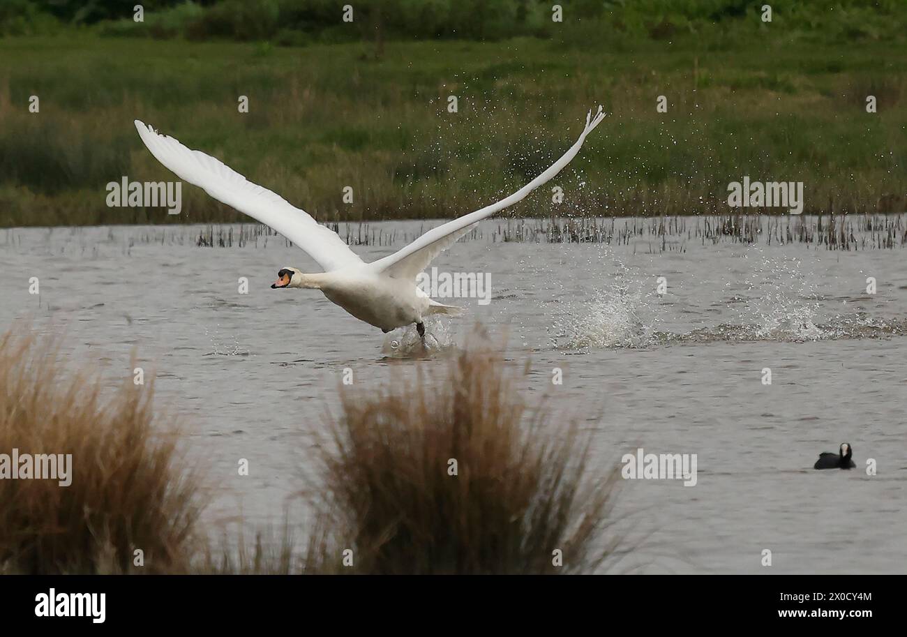 Rainham Essex, UK. 11th Apr, 2024. Mute Swan in flight at RSPB Rainham ...