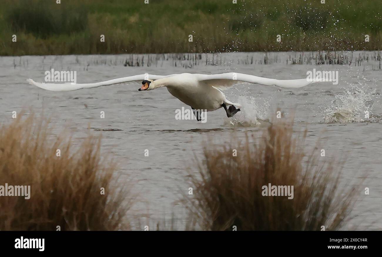 Rainham Essex, UK. 11th Apr, 2024. Mute Swan in flight at RSPB Rainham ...