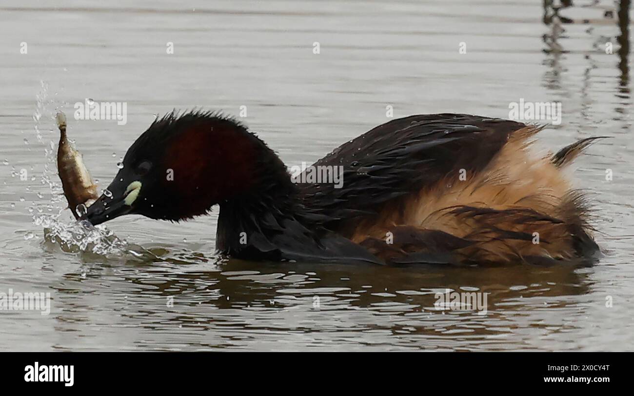 Rainham Essex, UK. 11th Apr, 2024. Little Grebe with stickleback in ...