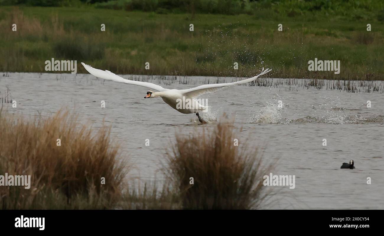 Rainham Essex, UK. 11th Apr, 2024. Mute Swan in flight at RSPB Rainham ...