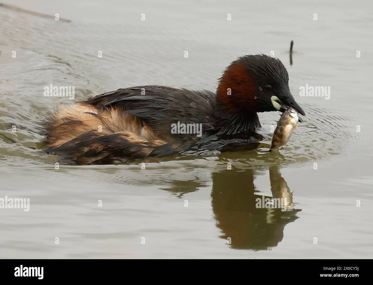 Rainham Essex, UK. 11th Apr, 2024. Little Grebe with stickleback in ...