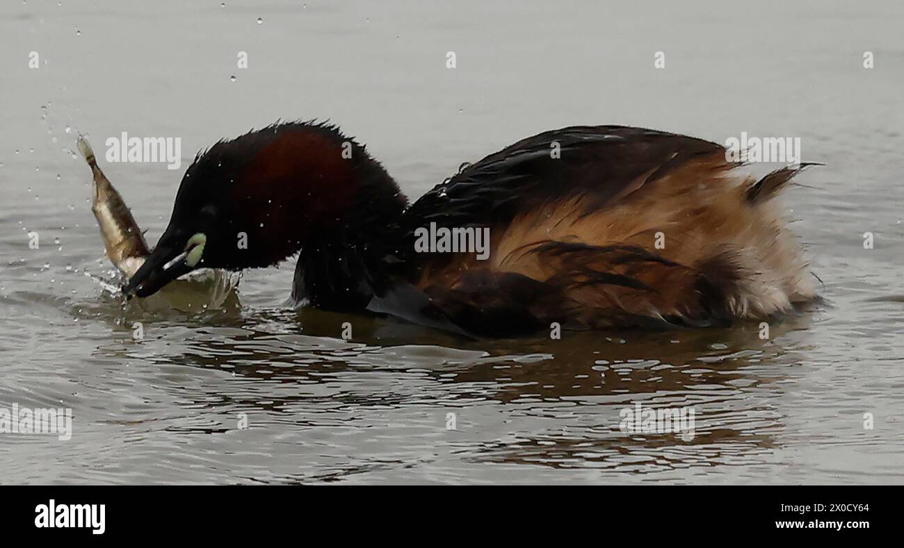Rainham Essex, UK. 11th Apr, 2024. Little Grebe with stickleback in ...