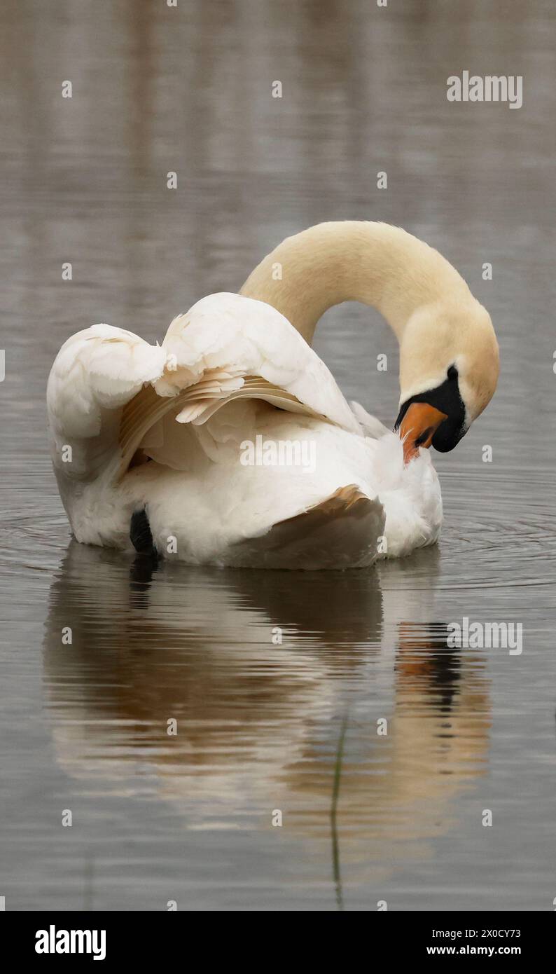 Rainham Essex, UK. 11th Apr, 2024. Mute Swan in water at RSPB Rainham ...