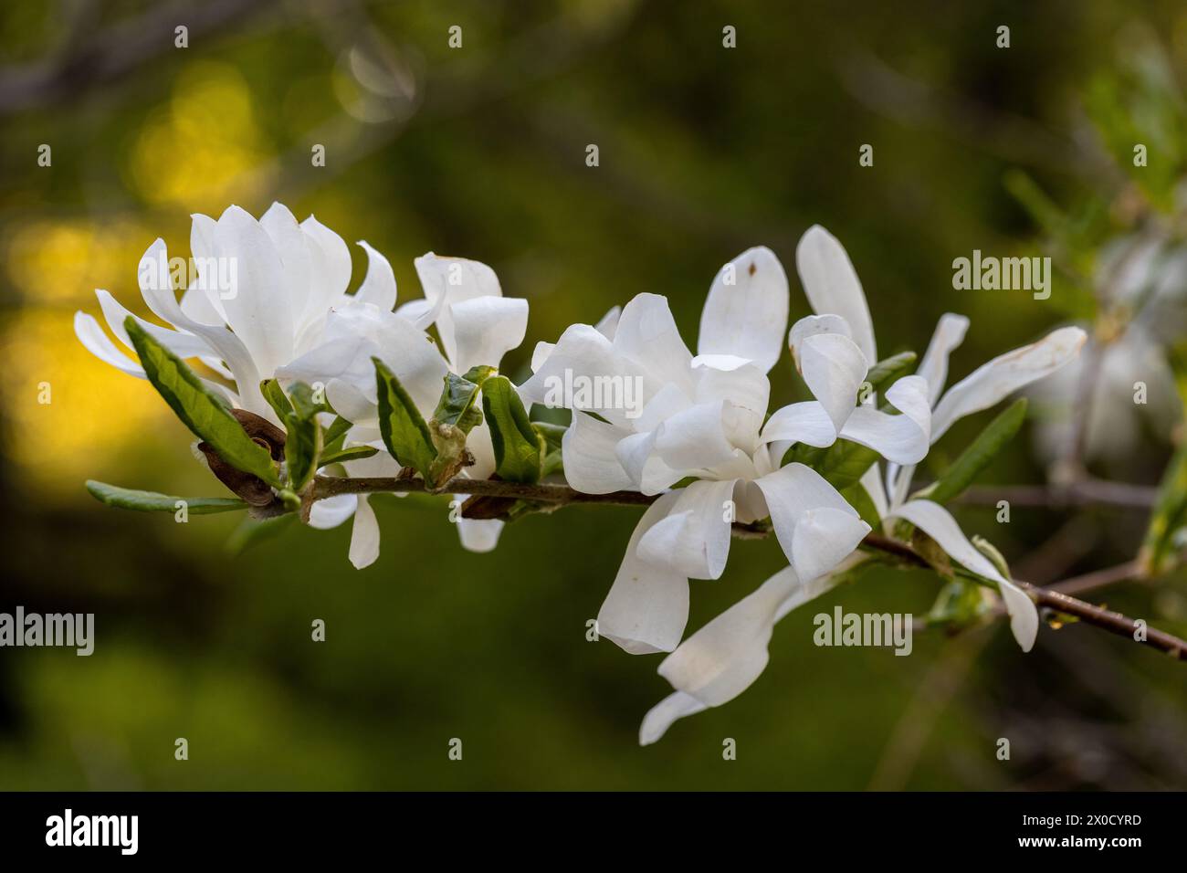 Magnolia blossoms in early spring in Botanical Garden of Moscow State ...