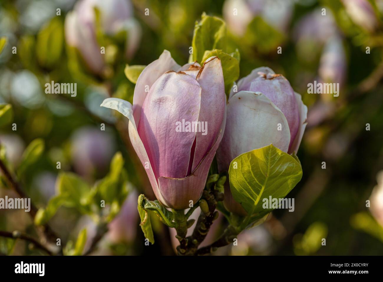 Magnolia blossoms in early spring in Botanical Garden of Moscow State ...