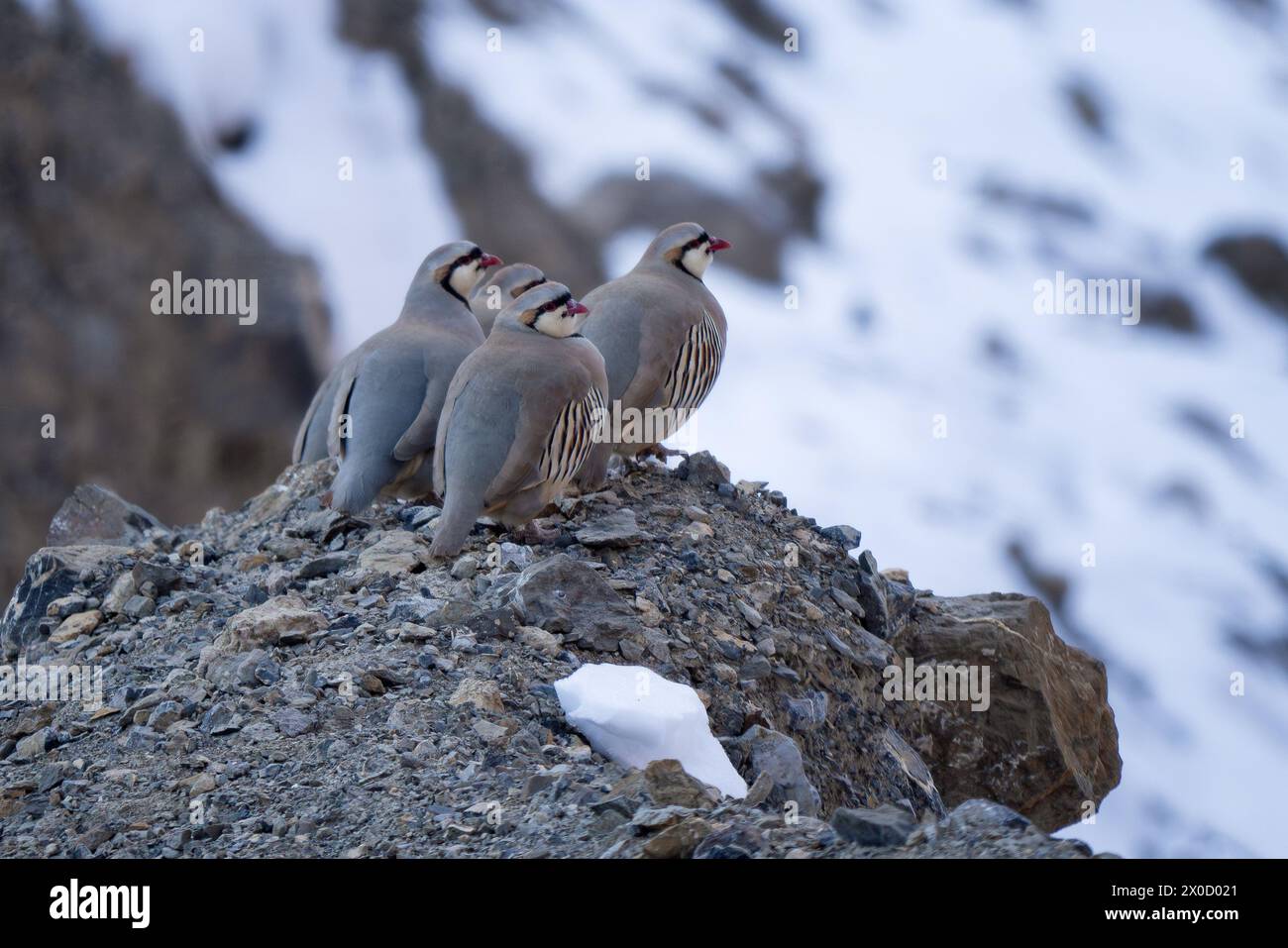 Chukar Partridge - Alectoris chukar, beautiful colored ground bird from ...