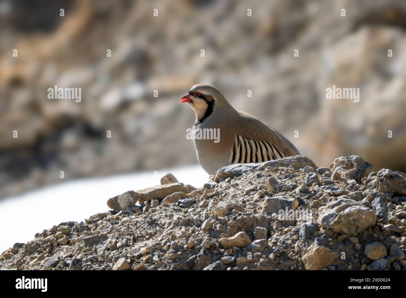 Chukar Partridge - Alectoris chukar, beautiful colored ground bird from ...