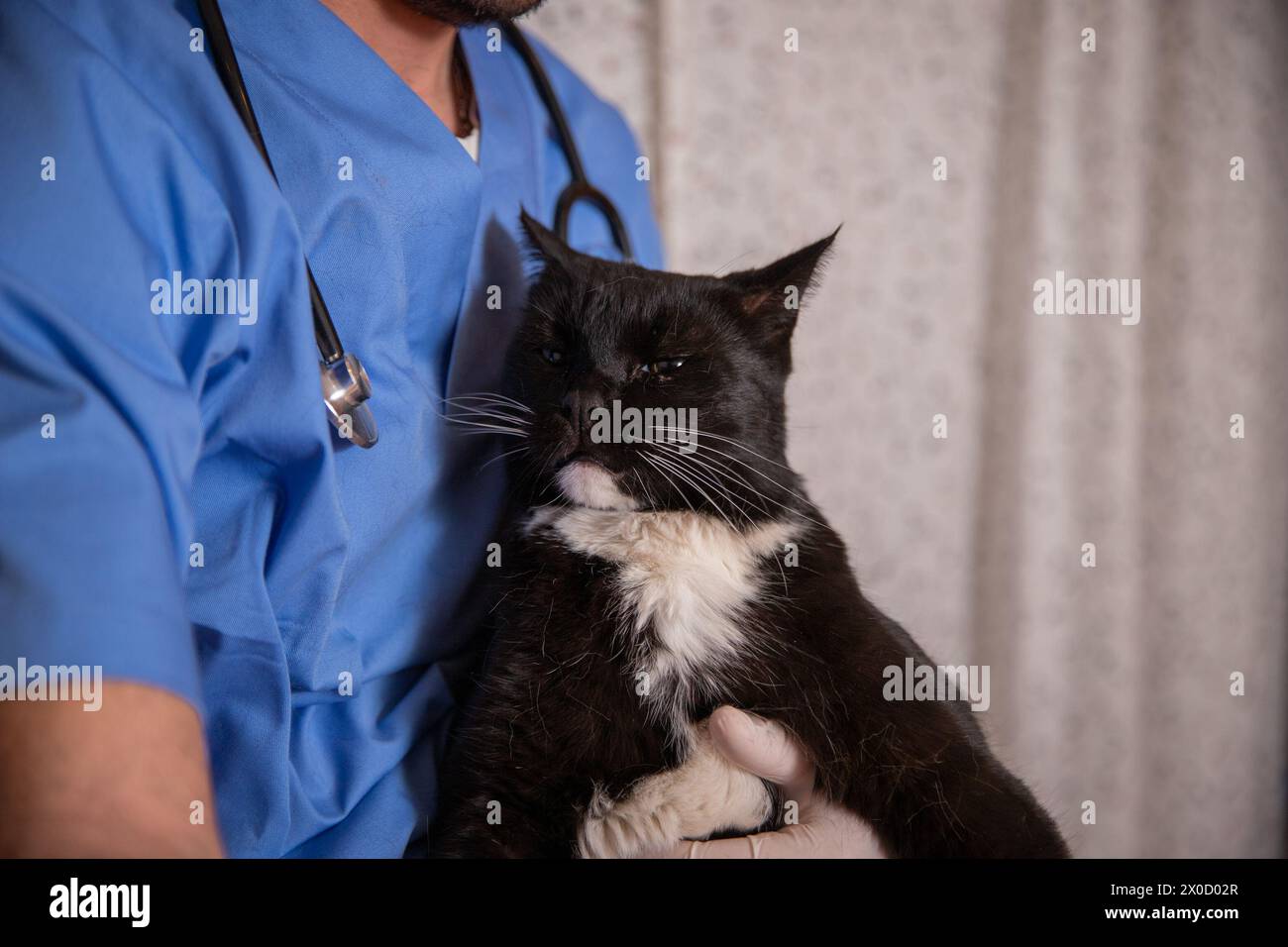 Black cat nurse hi-res stock photography and images - Alamy