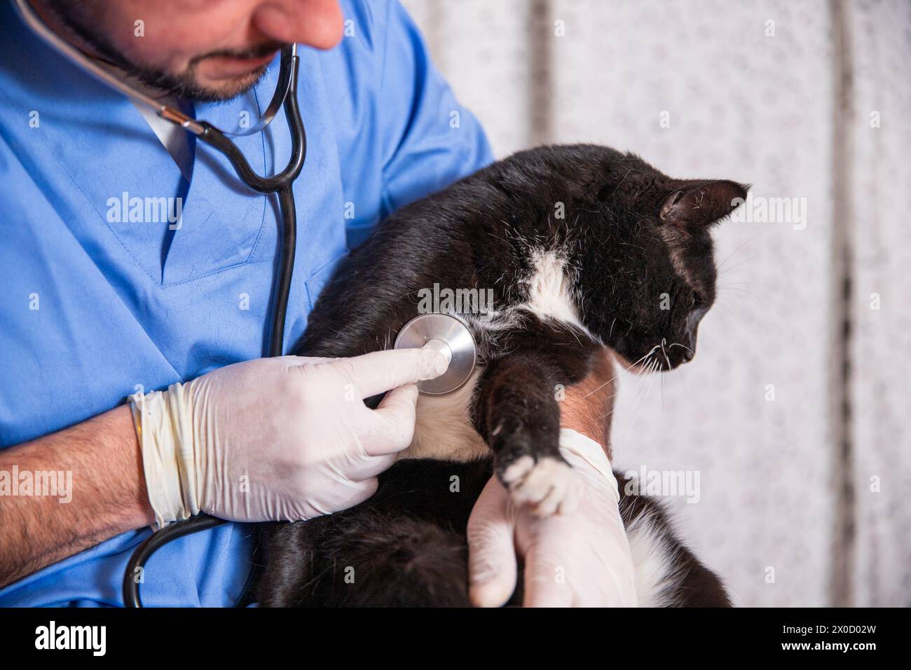 Black cat nurse hi-res stock photography and images - Alamy