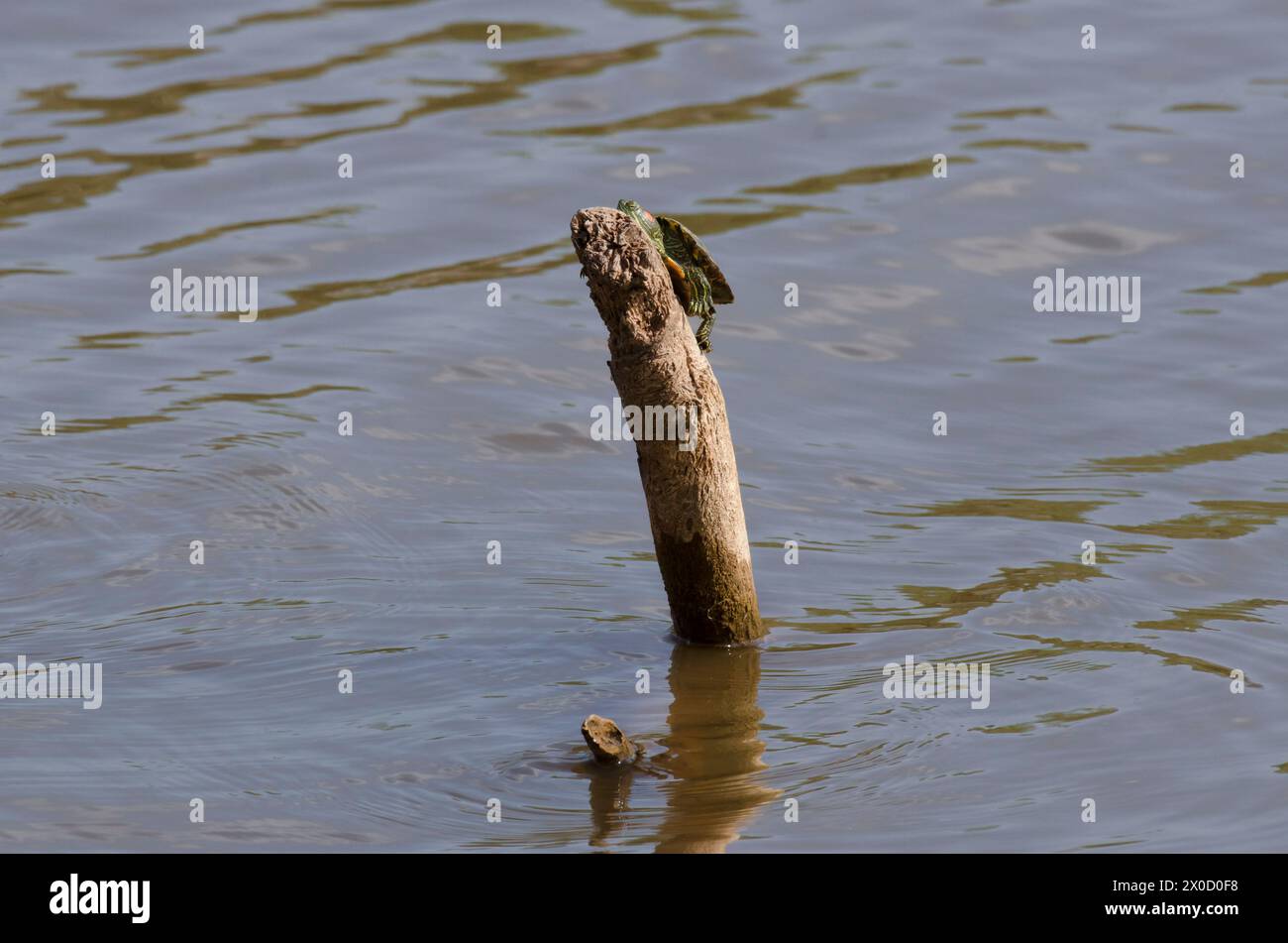 Red-eared slider, Trachemys scripta elegans, basking on log Stock Photo ...