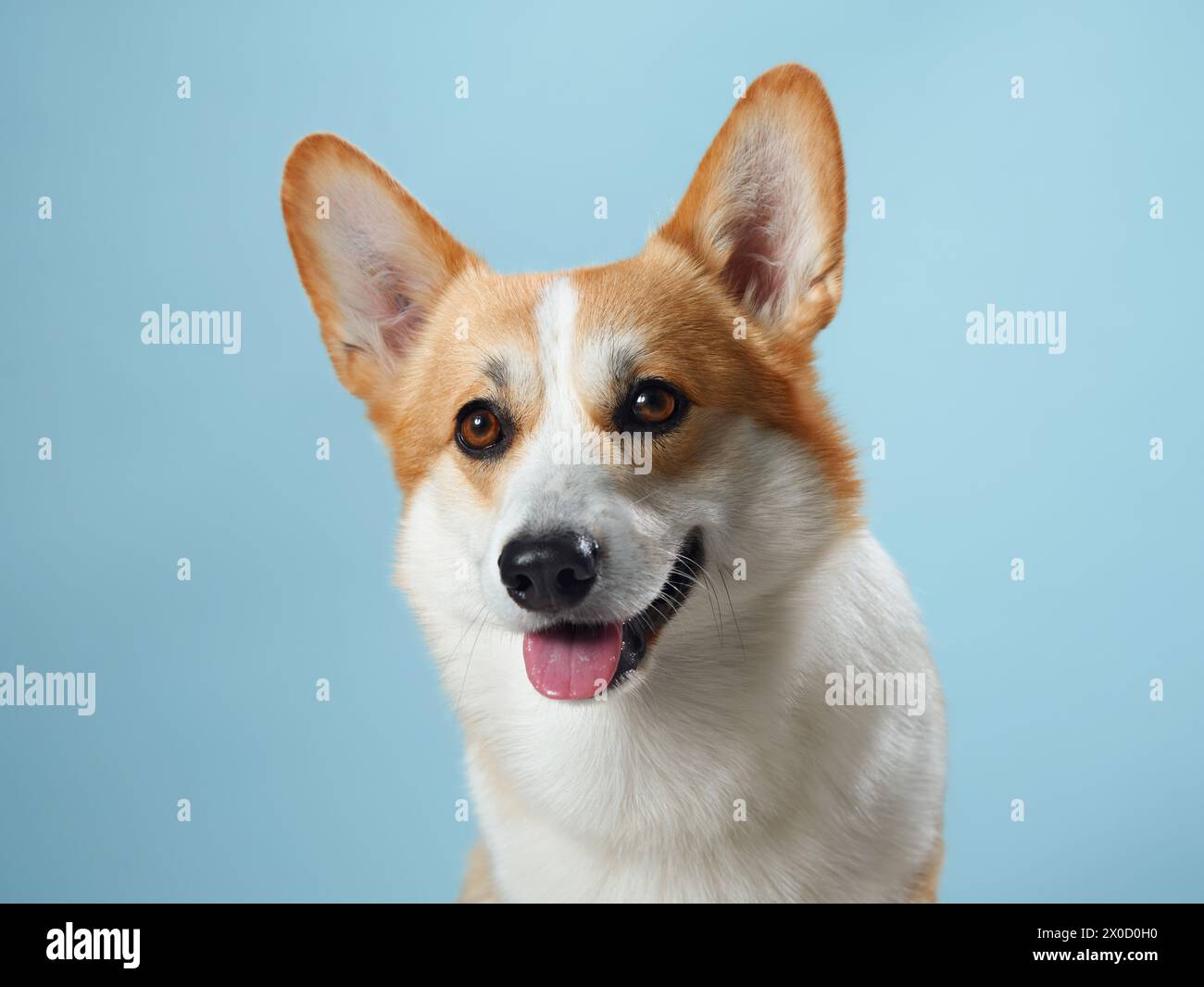 Vivacious spirit hi-res stock photography and images - Alamy