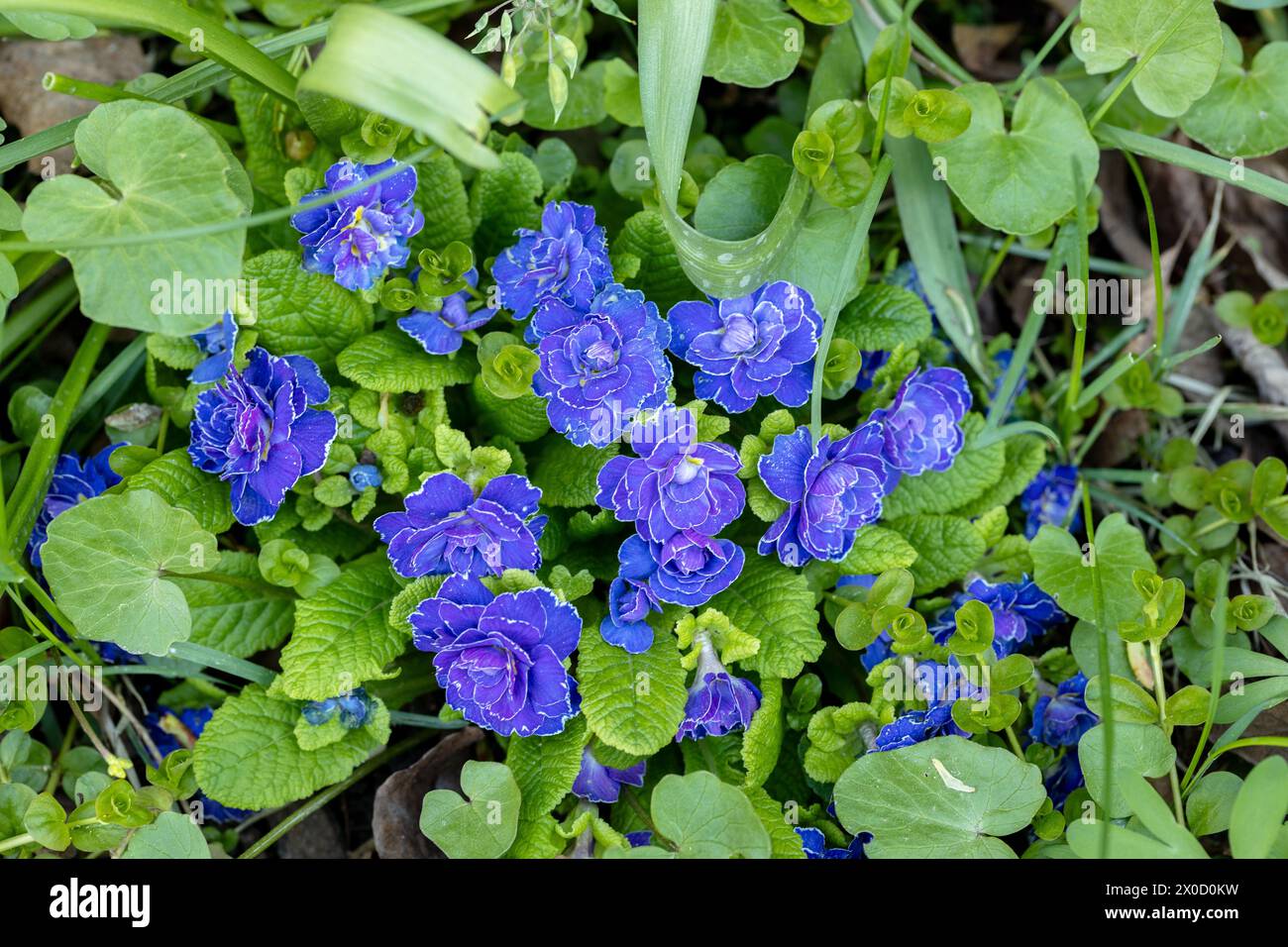 Violet primula flowers background. Primrose primula blossom. BELARINA ...