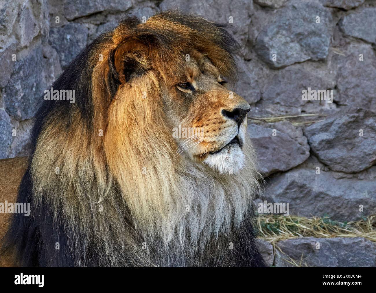 Image of the head of an adult lion with a large mane Stock Photo - Alamy