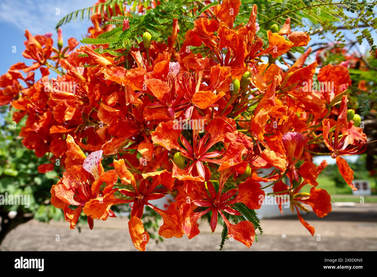 Beautiful Orange Delonix regia or royal poinciana, flamboyant or ...