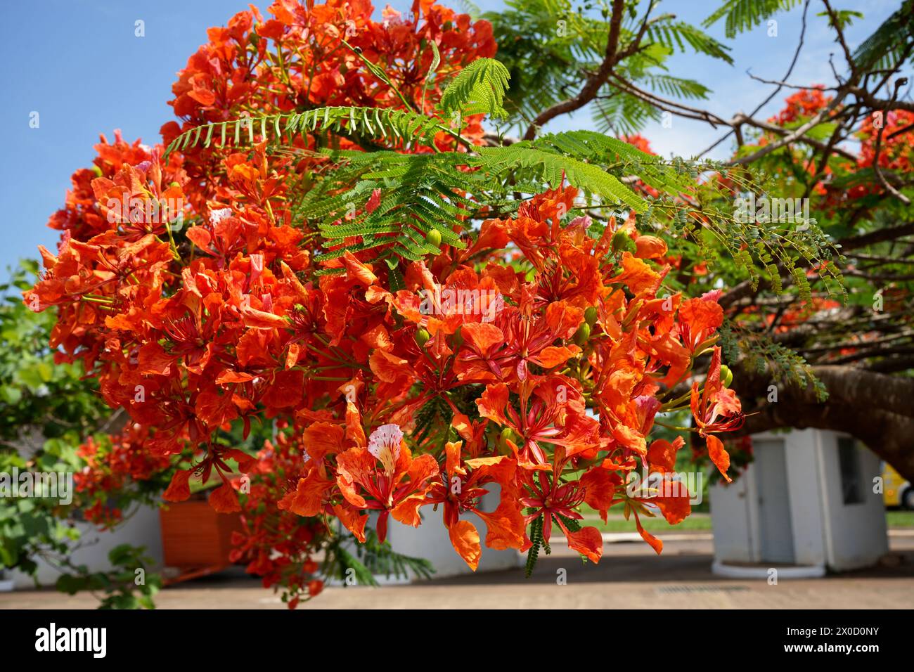 Beautiful Orange Delonix regia or royal poinciana, flamboyant, phoenix ...