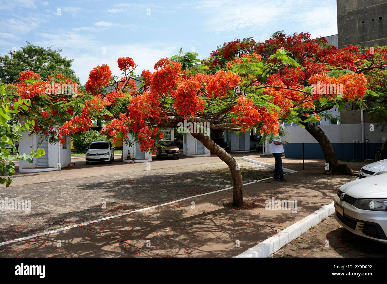 Beautiful Orange Delonix regia or royal poinciana, flamboyant, phoenix ...