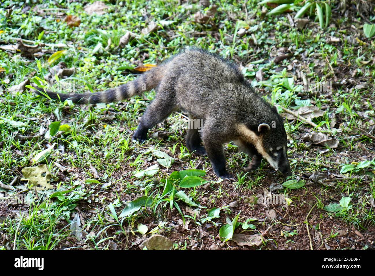 South American coati (Nasua nasua), also known as the ring-tailed coati, close to Iguazu Falls ...