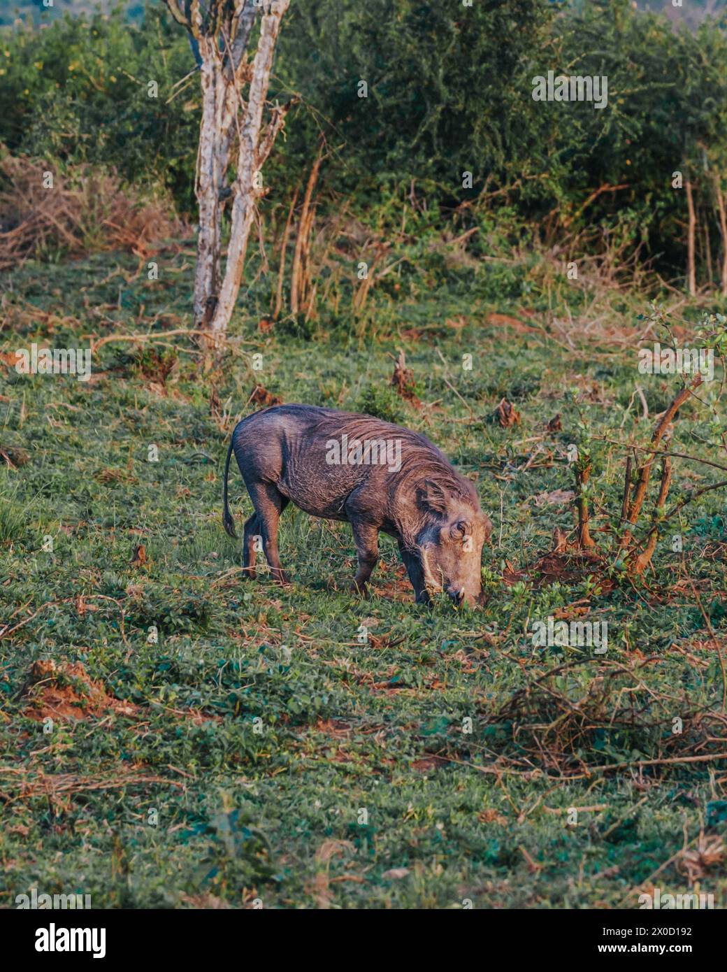 Warthog in Ugandan grasslands Stock Photo - Alamy