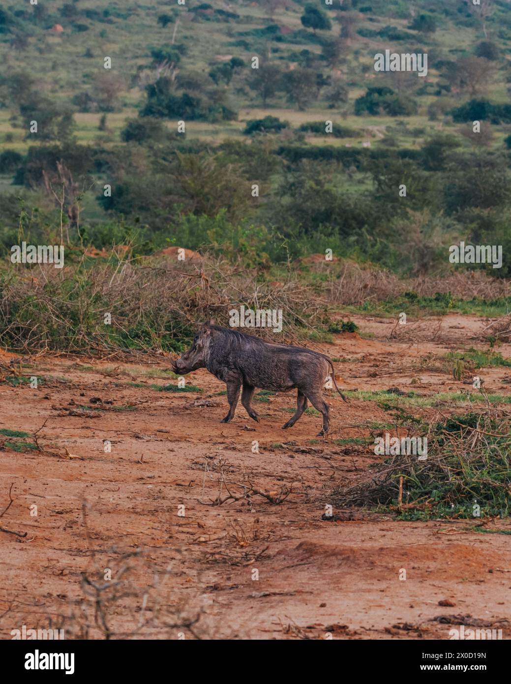 Warthog in Ugandan grasslands Stock Photo - Alamy