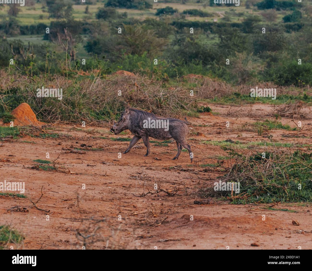 Warthog in Ugandan grasslands Stock Photo - Alamy