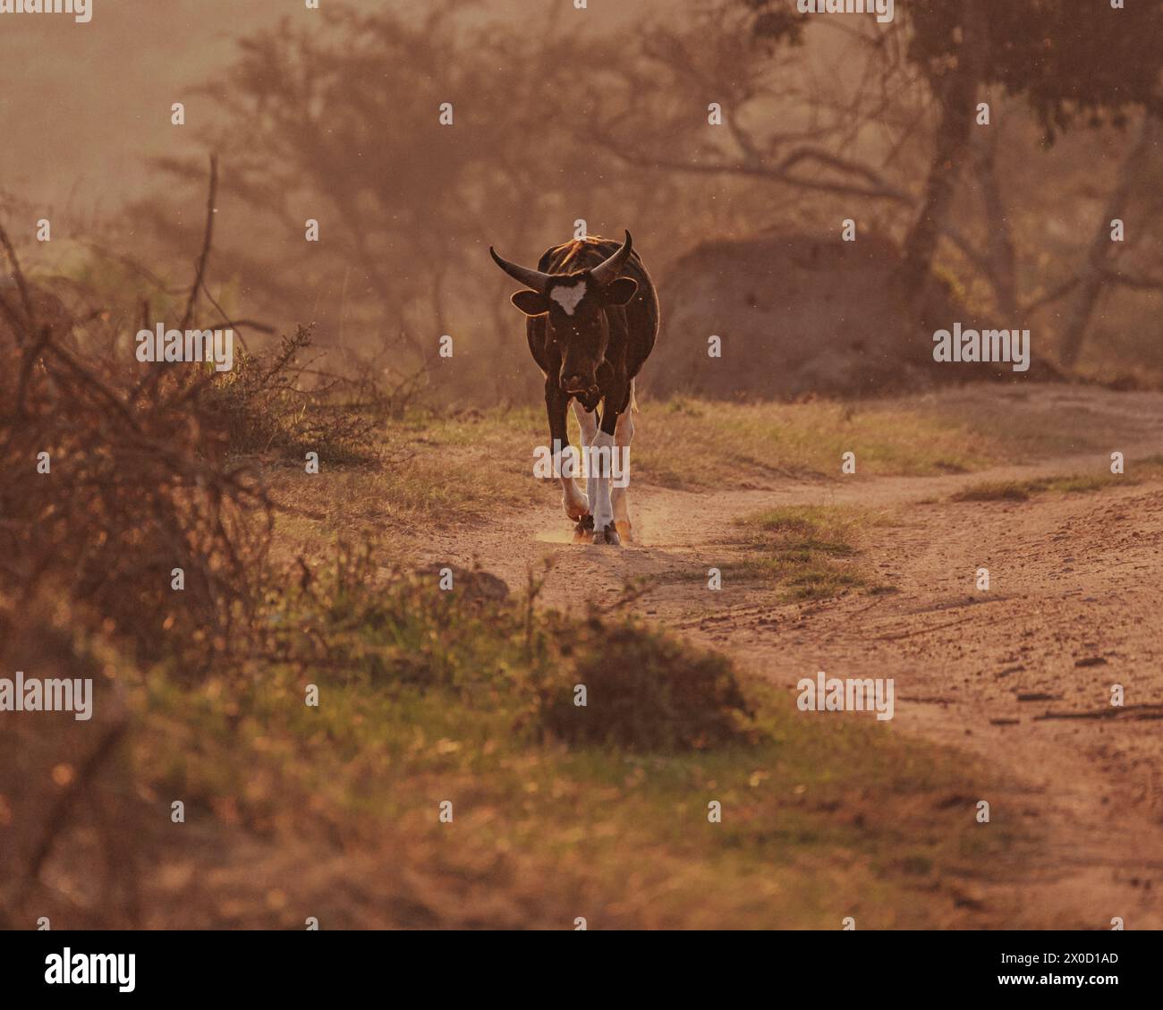 Ankole cow strides along a dusty Ugandan path at sunset Stock Photo - Alamy