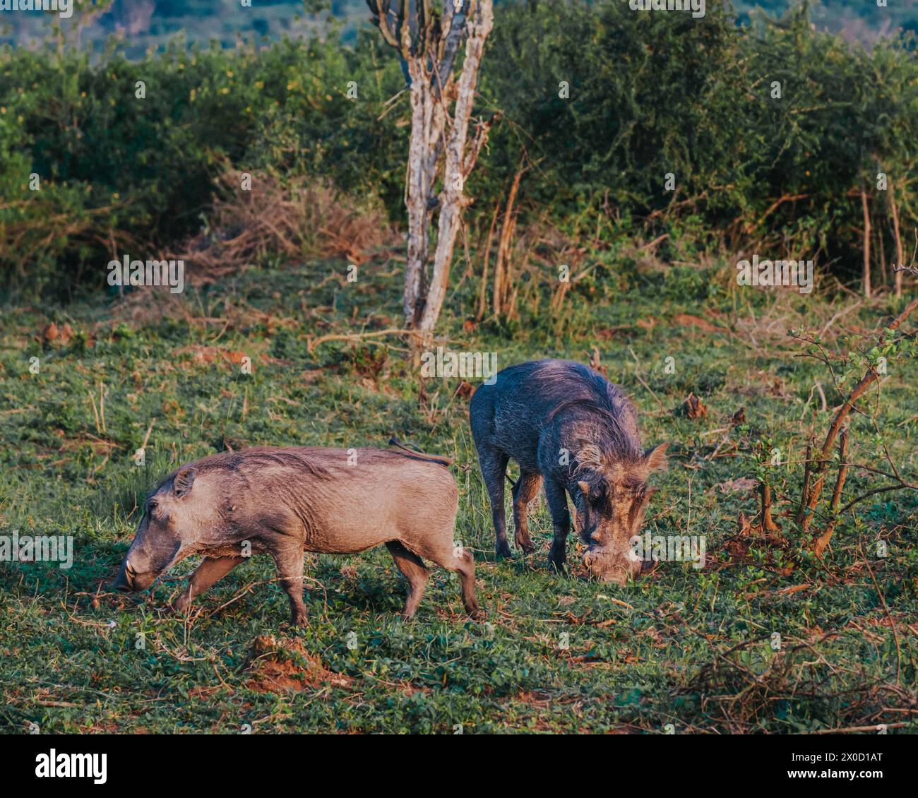Warthog in Ugandan grasslands Stock Photo - Alamy