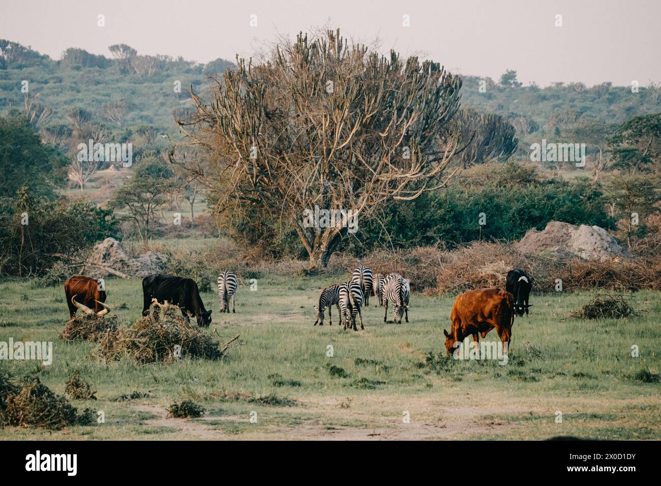 Zebras and cattle grazing together in the Ugandan wilderness Stock ...