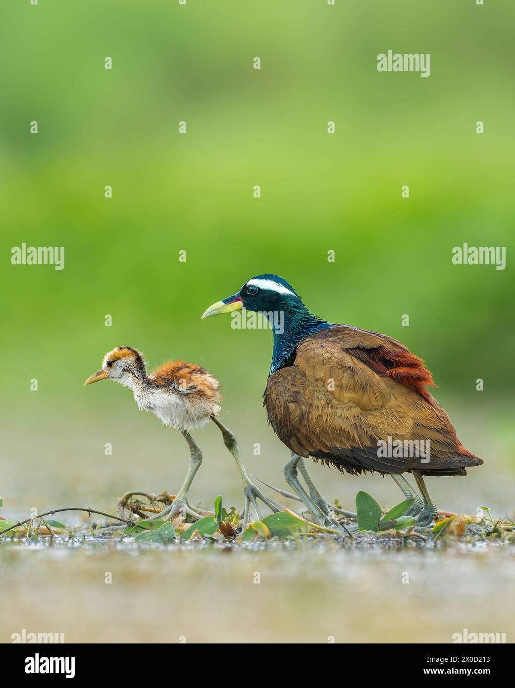 When the chicks are born, the male Jacanas take responsibility for ...
