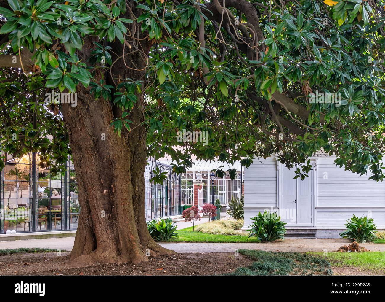 A tranquil backyard setting featuring a grand Magnolia tree, lush lawn ...