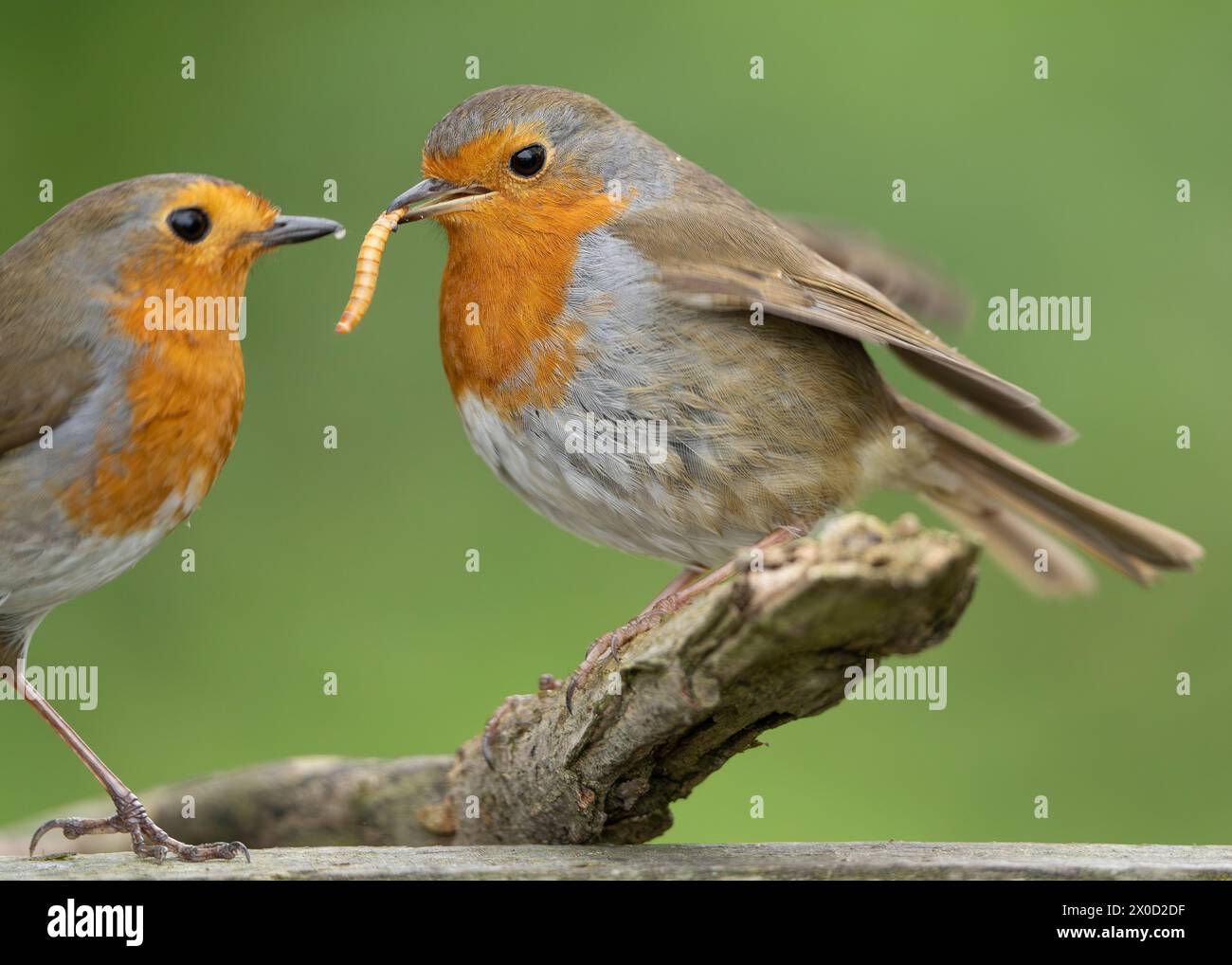 Robin male female hi-res stock photography and images - Alamy