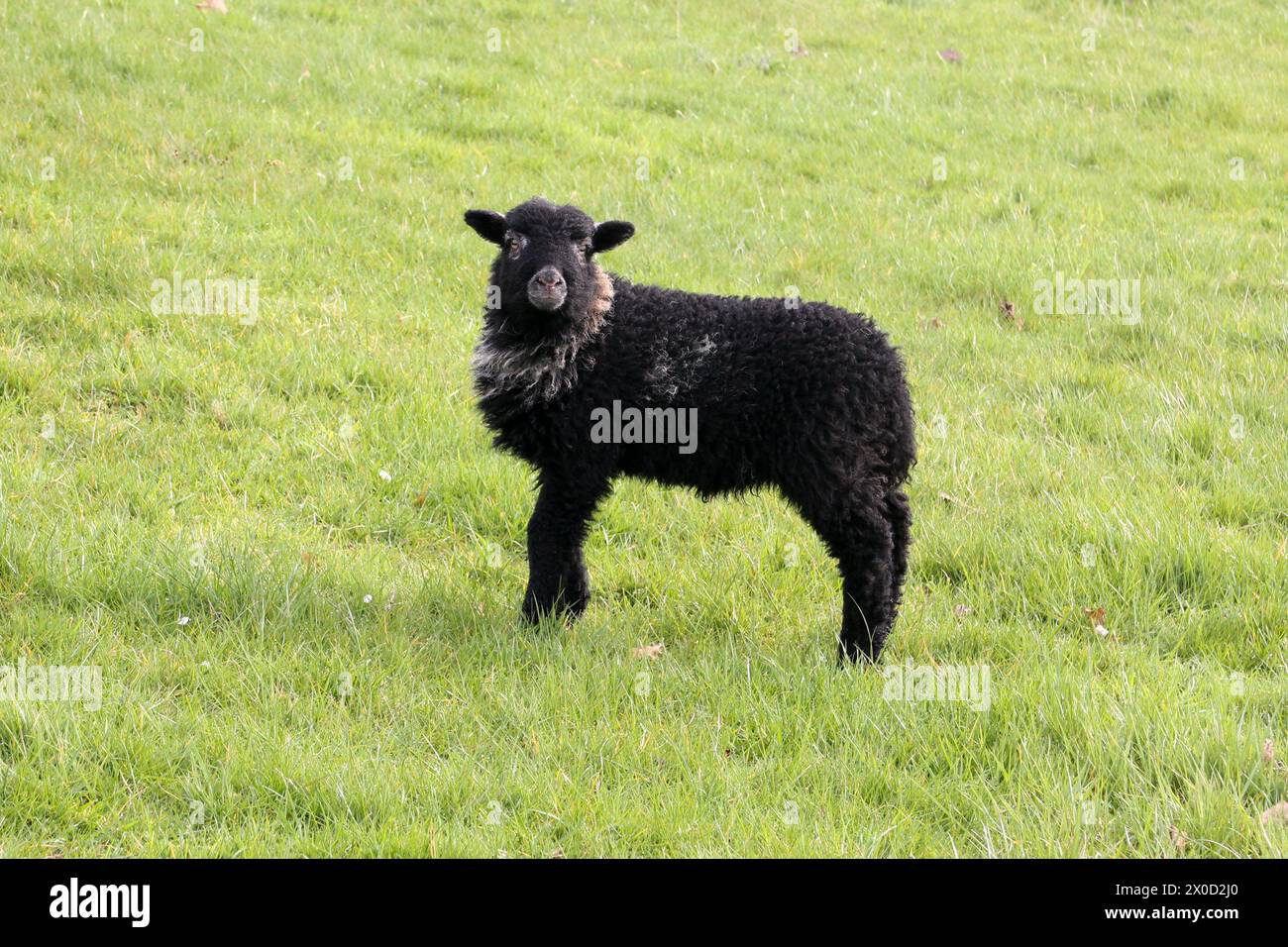 Graves Park, Sheffield, UK. 11th April 2024. UK Weather: sheep and ...