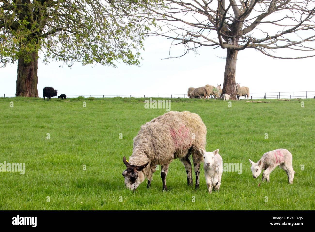 Graves Park, Sheffield, UK. 11th April 2024. UK Weather: sheep and ...