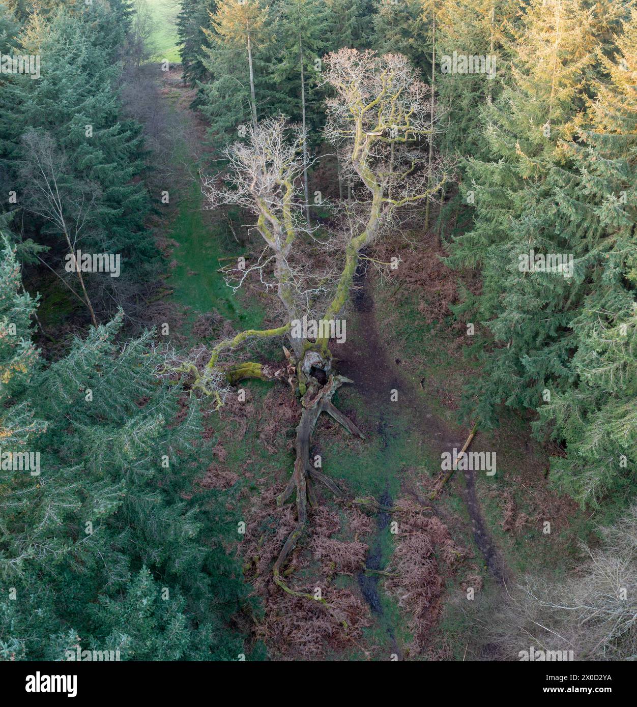 The King of Limbs, Savernake forest. An ancient named Sessile Oak tree ...