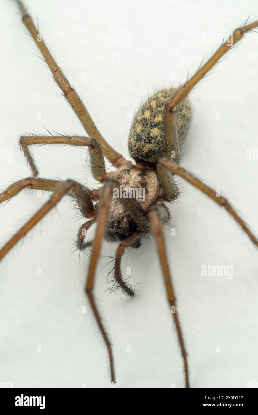 Eratigena duellica, the giant house spider, is a species of funnel ...